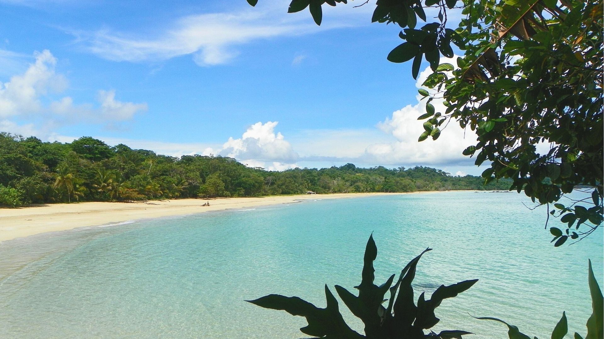Exploring Isla Bastimentos: Wildlife, Beaches & How to Get There ...